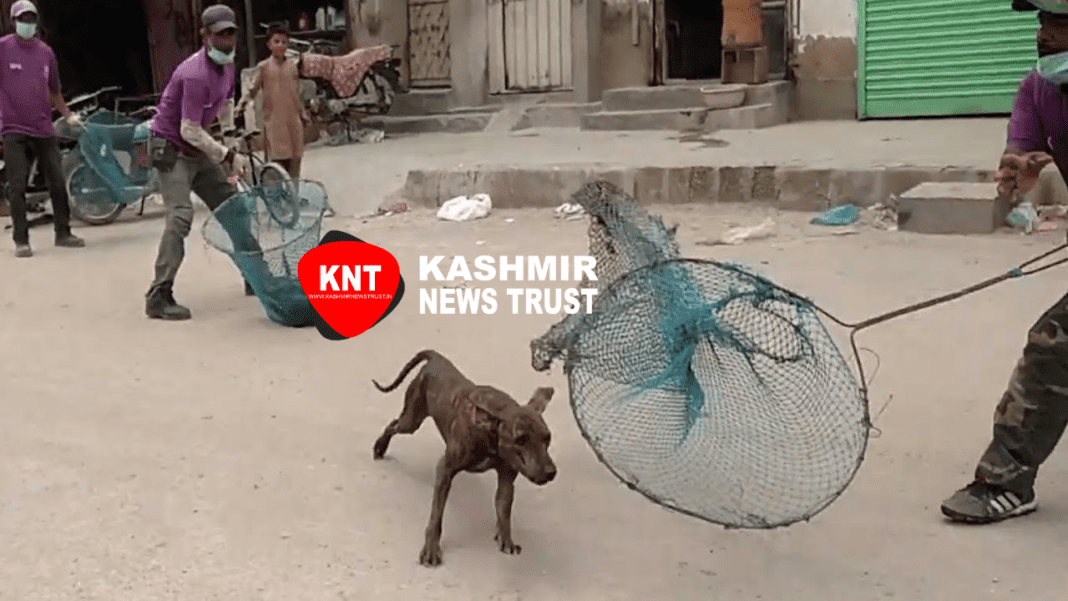 Delhi Shows the Way, Srinagar Awaits Action Against Stray Dog Threat ...
