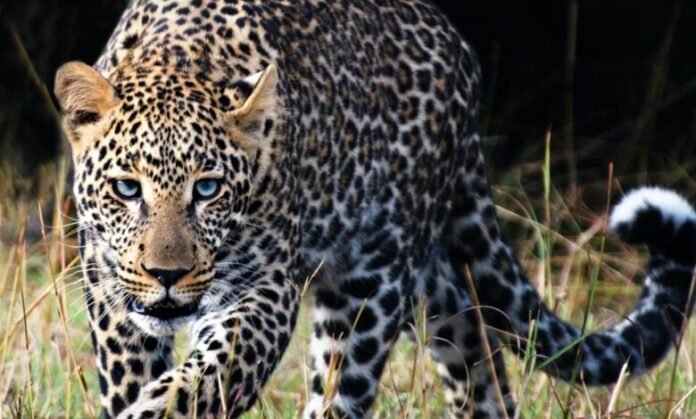 Leopard tranquilised after injuring trio in South Kashmir’s Shopian ...