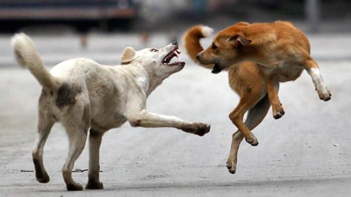 Stray dog attacks leave dozens injured in Srinagar’s Rainawari ...